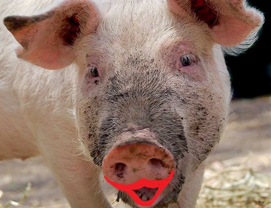 Your Roof, Is it a Pig with Lipstick? — AskARoofer